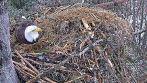 VINS Bald Eagles Nest Live Cam | Live Nests
